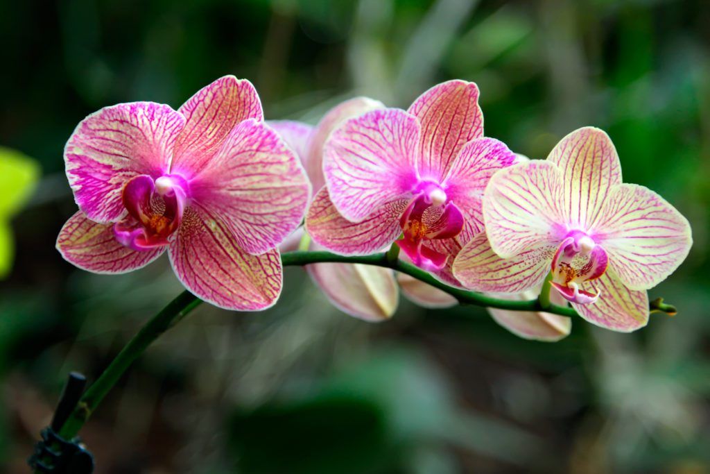 The care and keeping of orchids: Secrets from the Baton Rouge Orchid ...