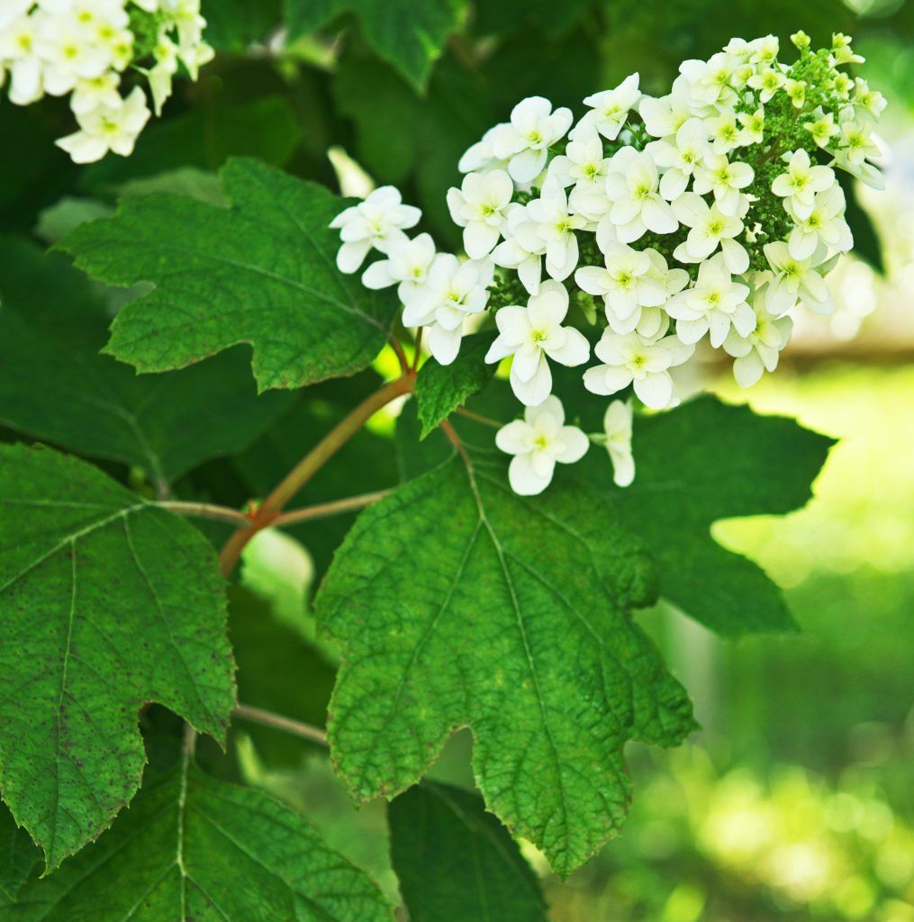 Two green thumbs up for Hilltop Arboretum's Spring Fling plant sale ...