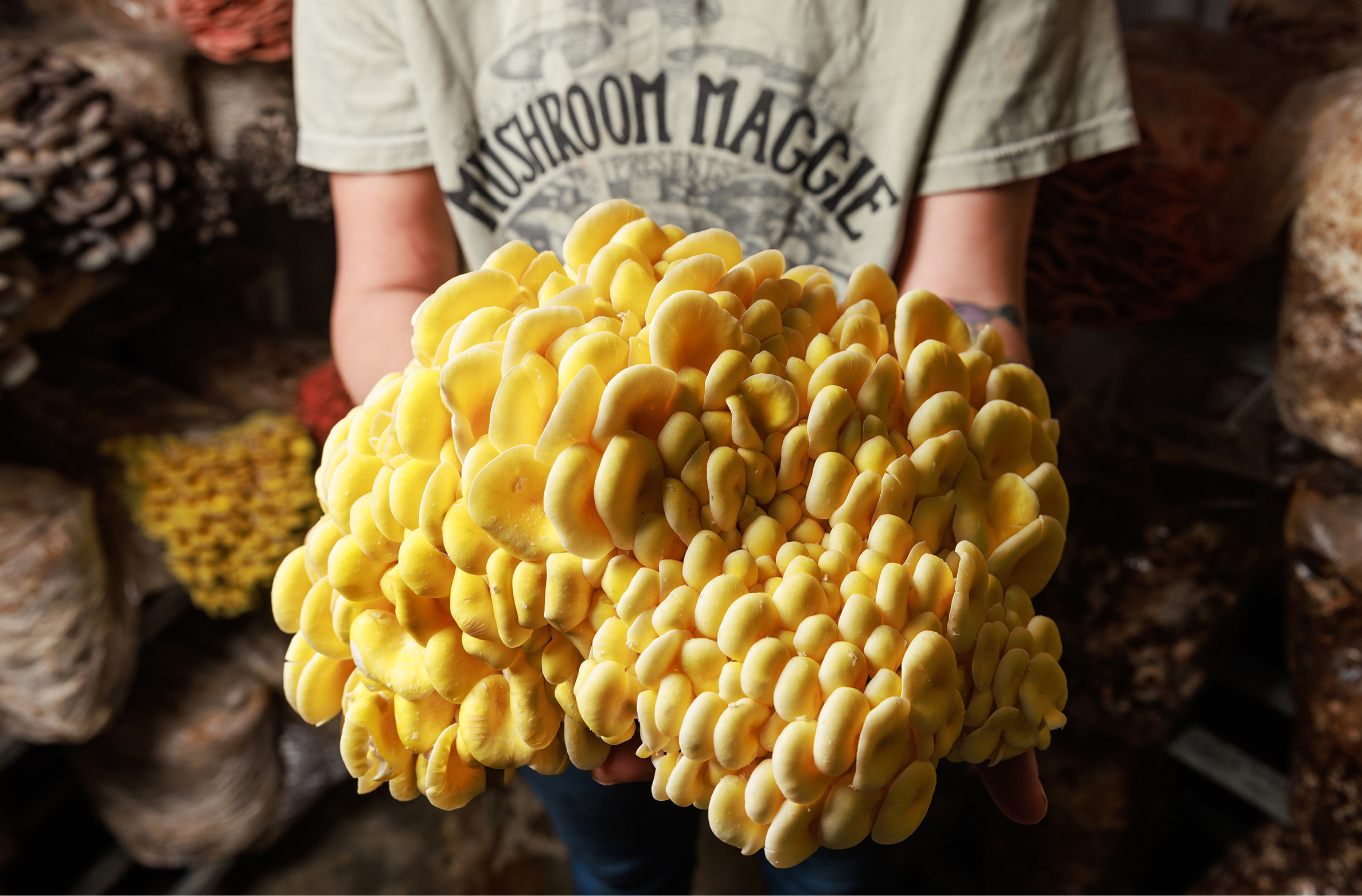 Fantastic Fungi: The unusual varieties at Mushroom Maggie’s Farm are ...