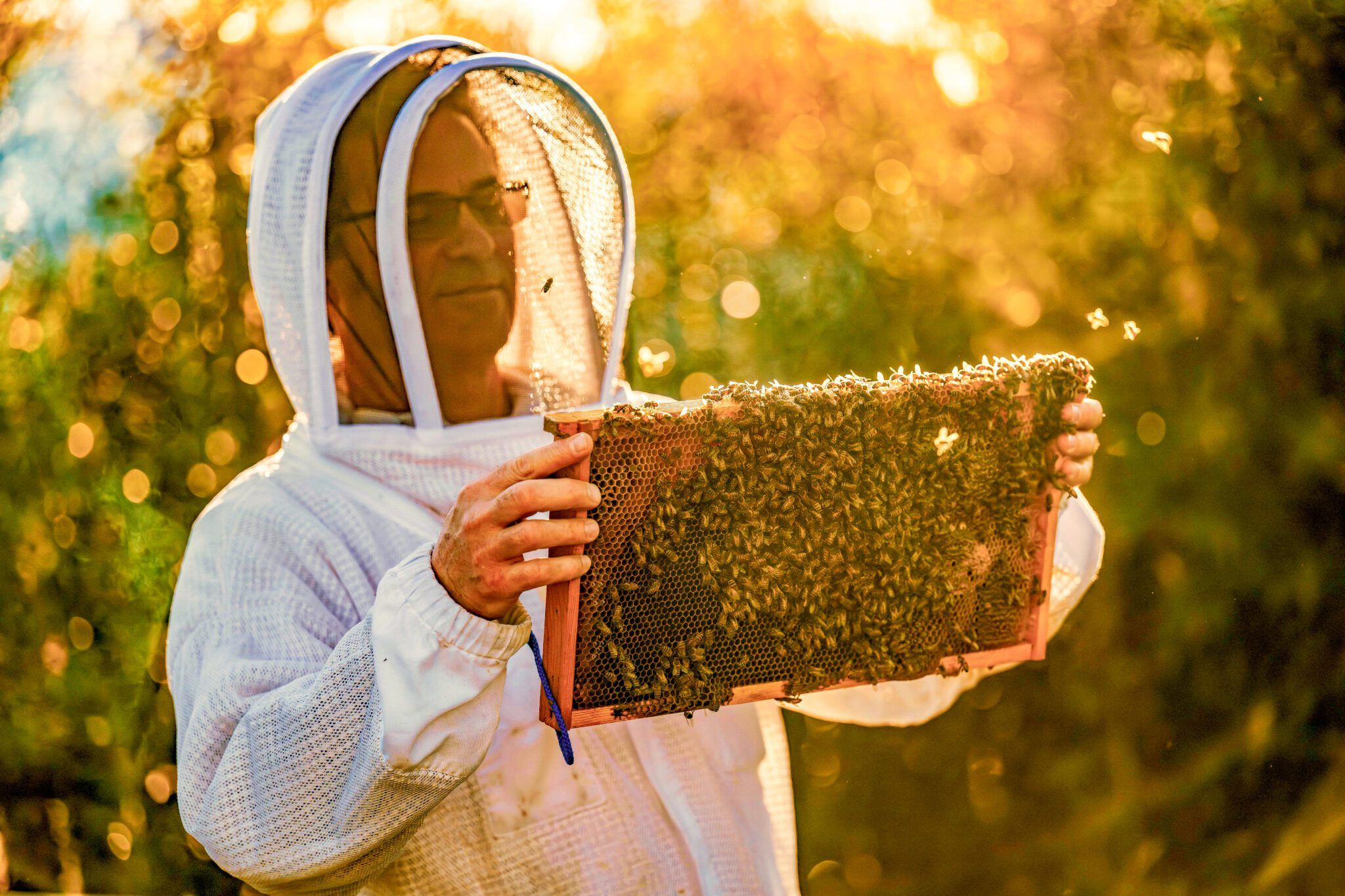 The buzzing business of bees and the Capital City residents working to ...