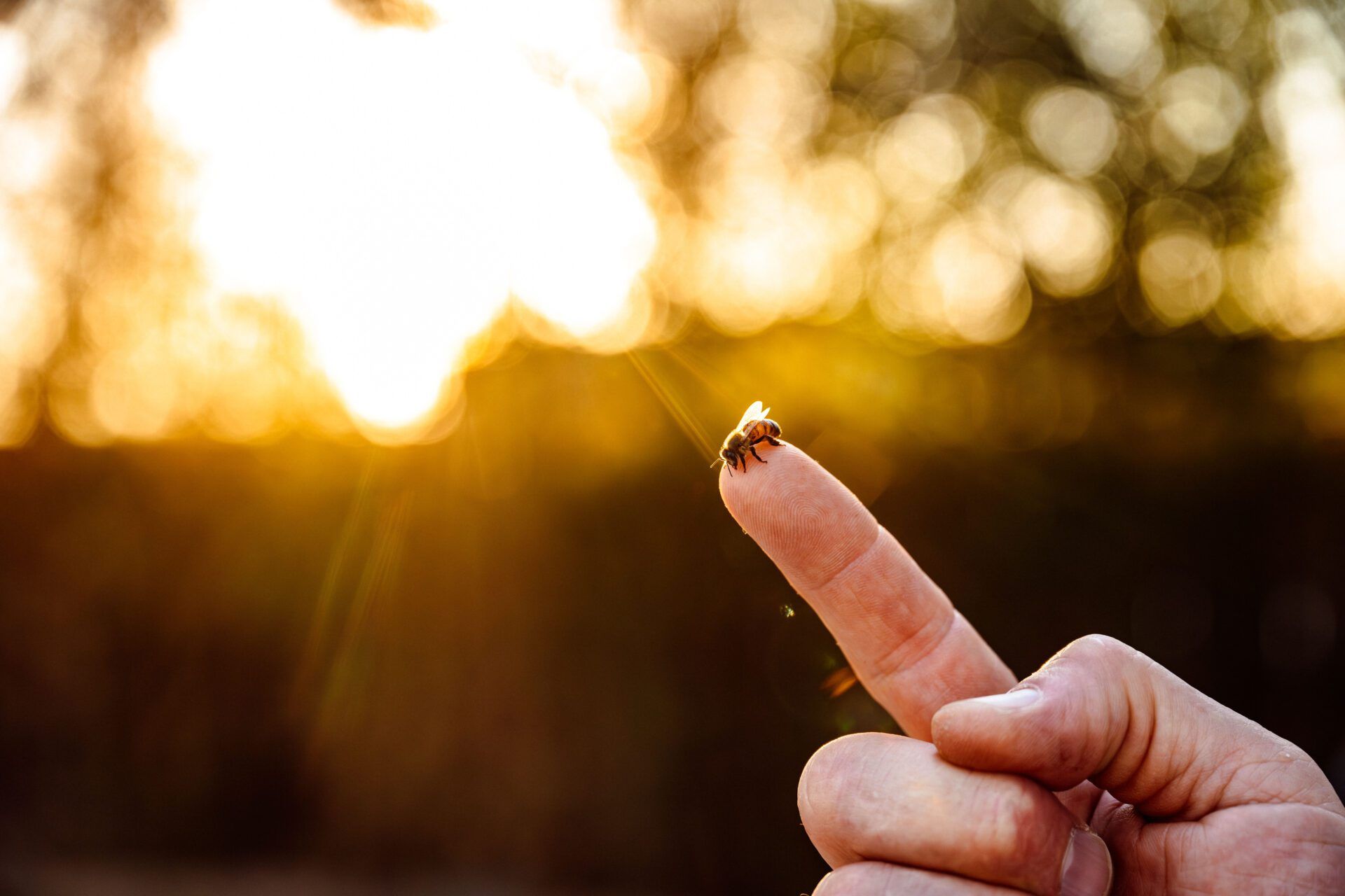 The vibrancy of Louisiana is at the heart of artist Becky Fos' colorful ...