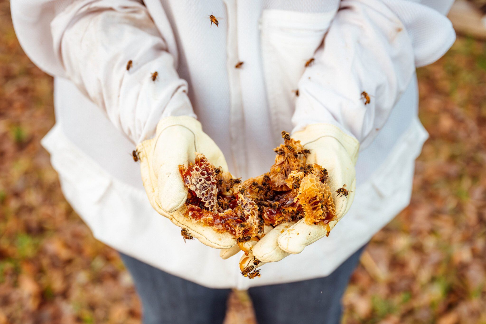 Migratory colonies are in danger. Beekeepers and scientists are racing ...