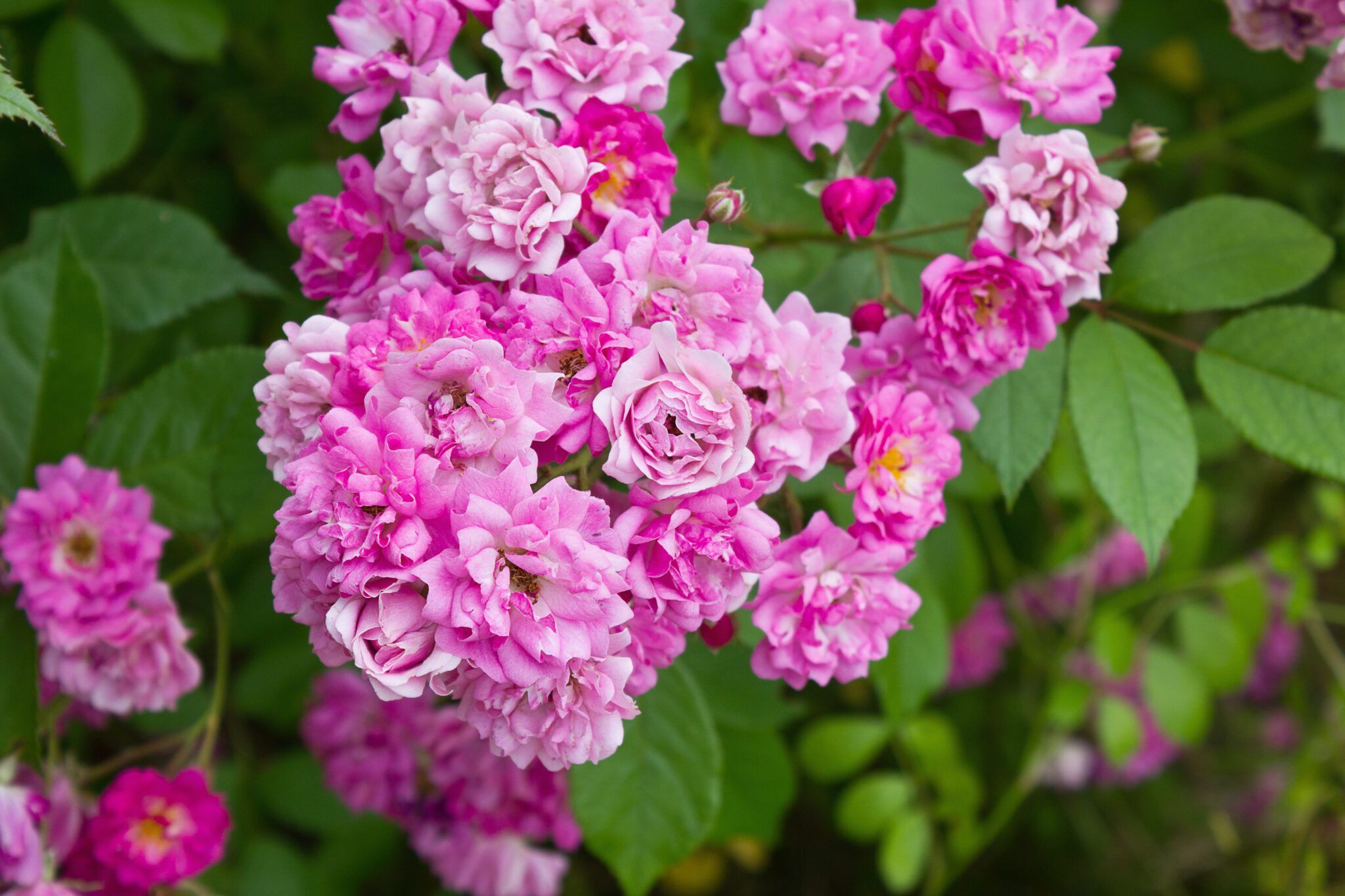 What to know about growing roses in Louisiana - inRegister